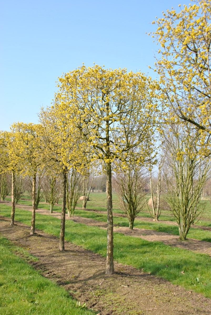 Cornus mas | Cornelian cherry - Van den Berk Nurseries