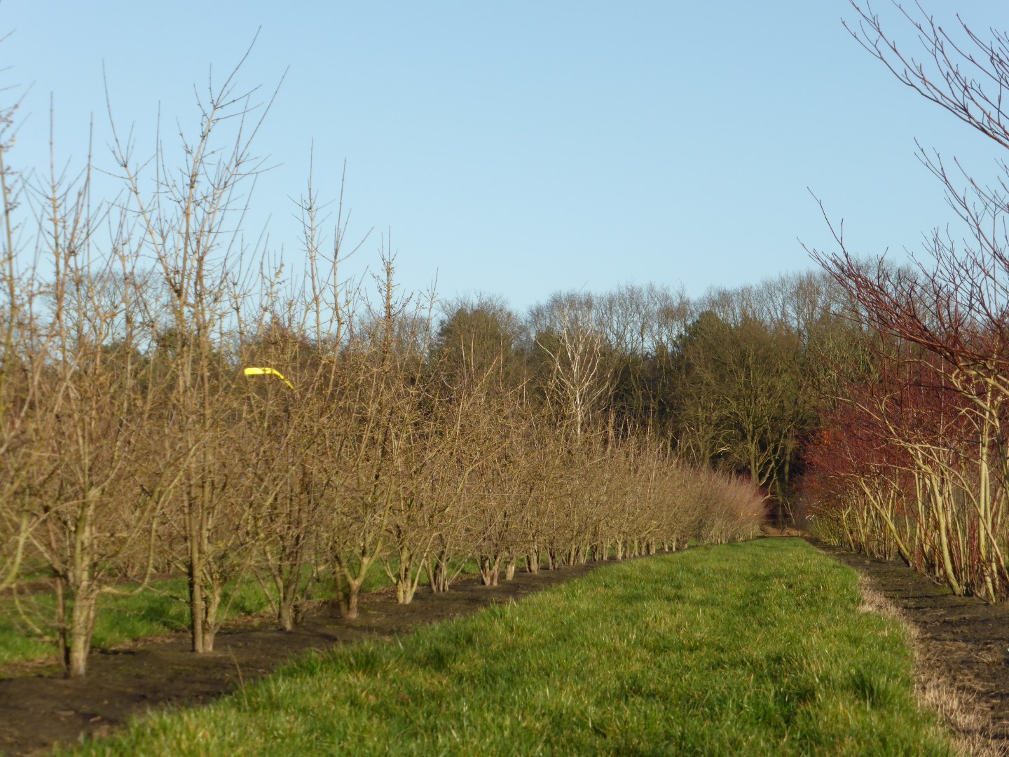 Cornus mas | Cornelian cherry - Van den Berk Nurseries