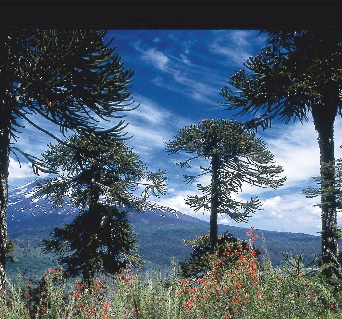 Araucaria araucana | Monkey puzzle, Chile pine - Van den Berk Nurseries