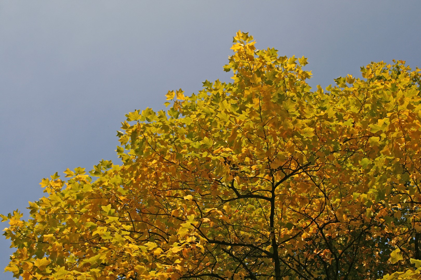 Gardening & Plants Tulip Poplar Tree 2-3ft American tulip tree Bare ...