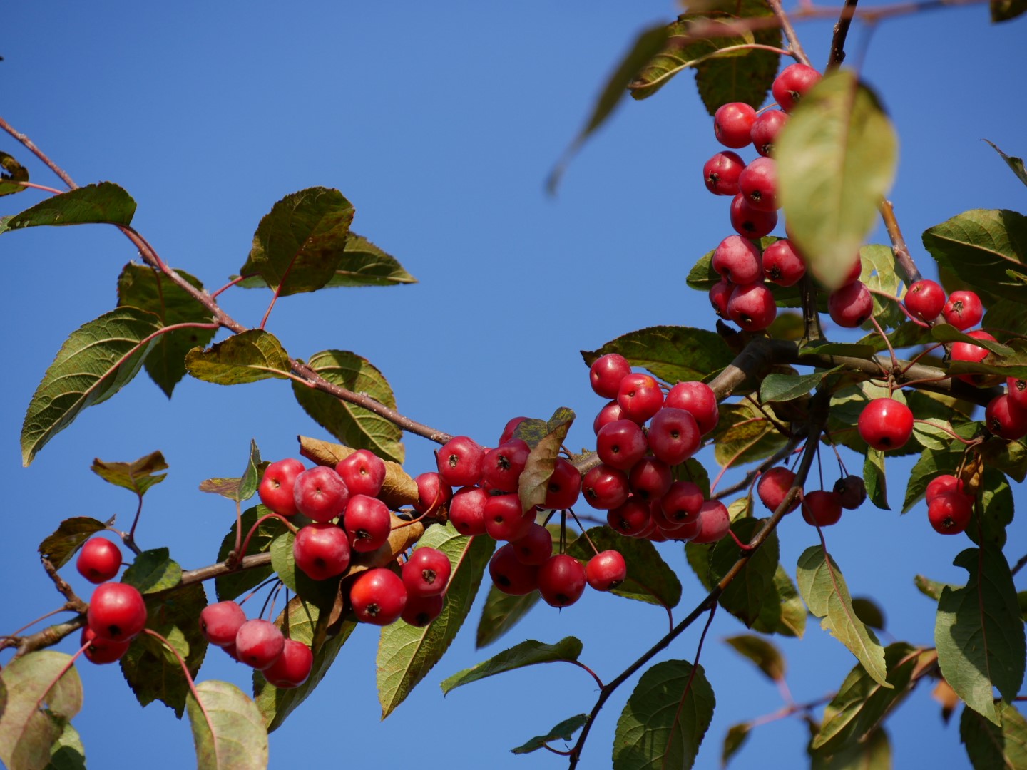Malus 'Red Sentinel' | Flowering Crab - Van den Berk Nurseries