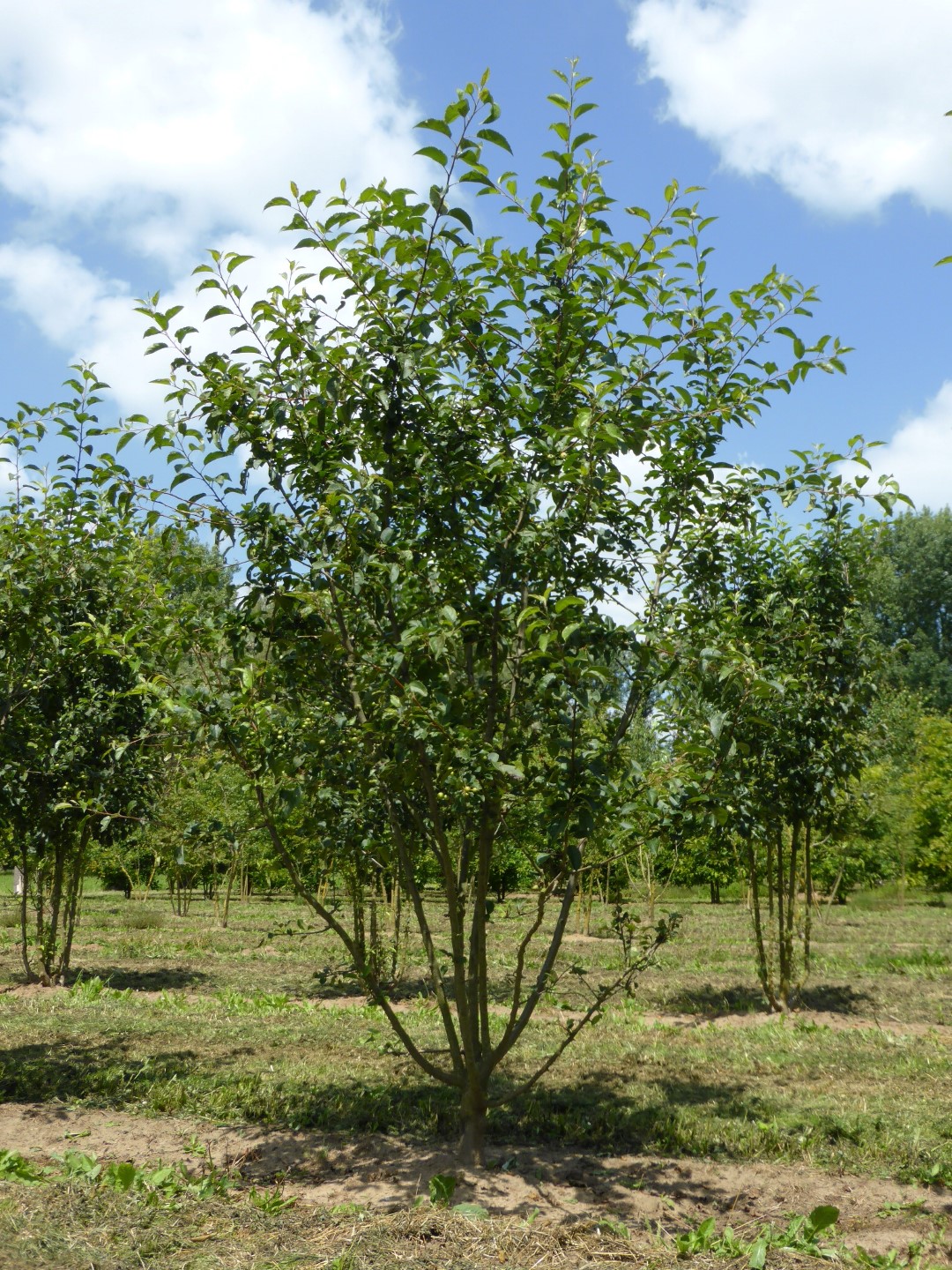 Malus 'Red Sentinel' | Flowering Crab - Van den Berk Nurseries