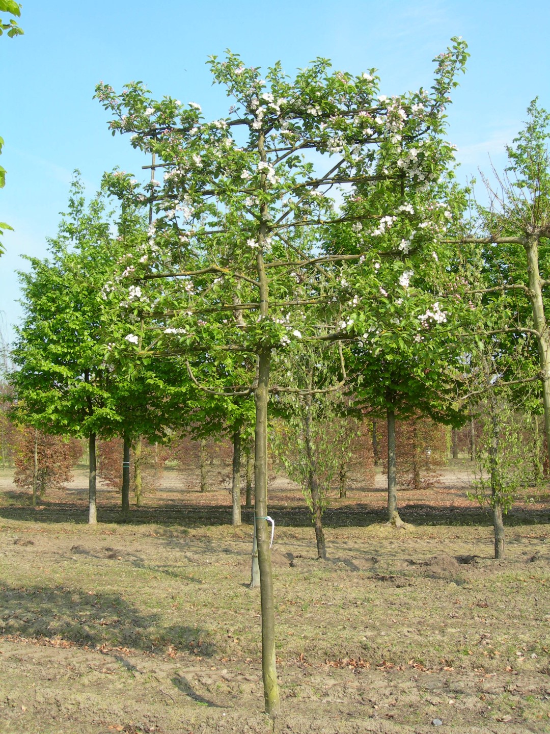 Malus 'Red Sentinel' | Flowering Crab - Van den Berk Nurseries