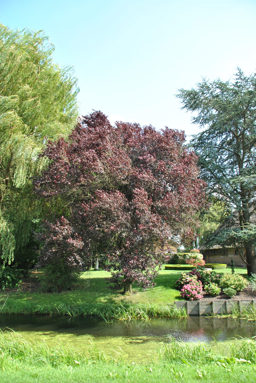 Prunus cerasifera 'Nigra' | Myrobalan plum, Cherry plum - Van den Berk ...
