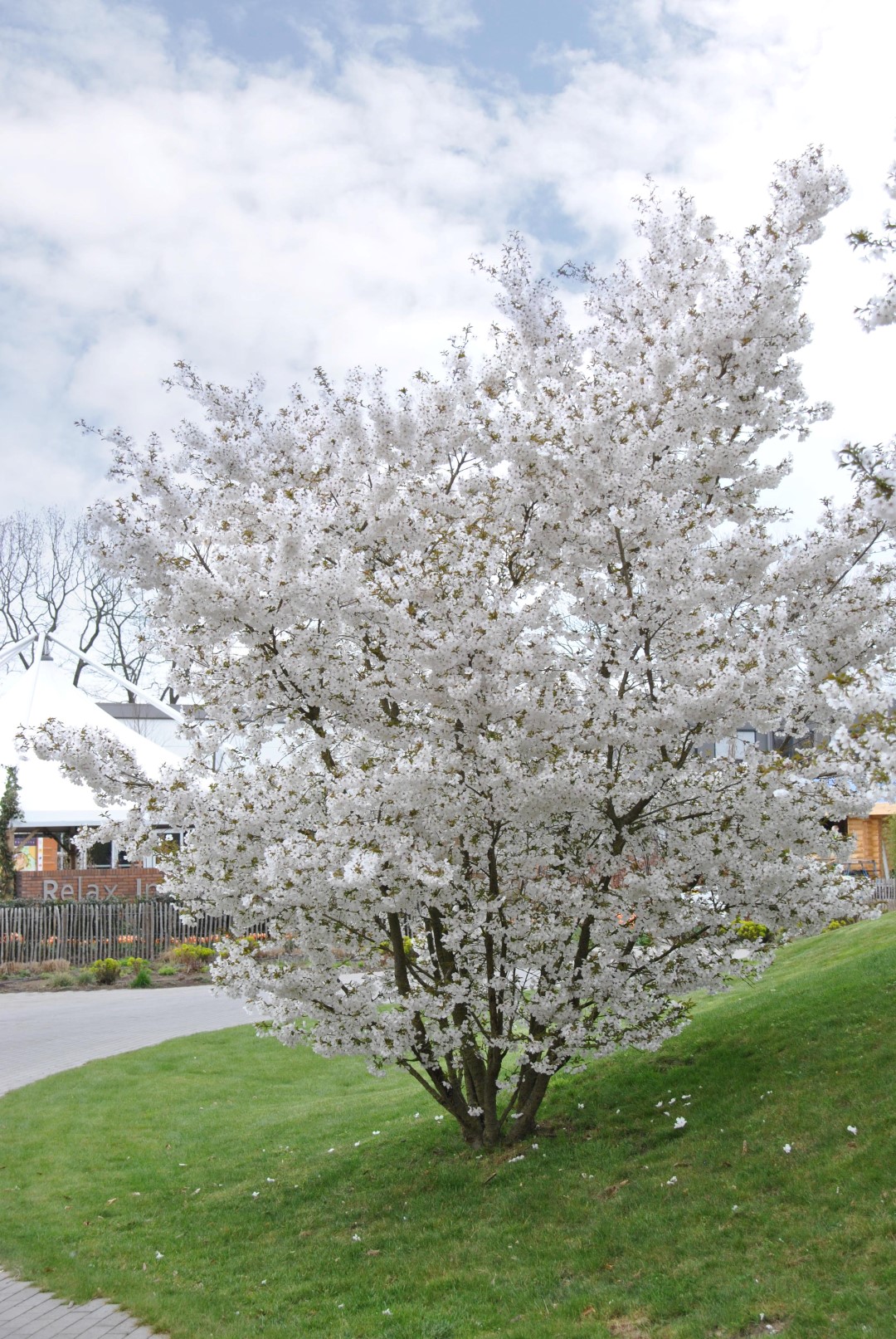 Prunus 'The Bride' | Prunus 'The Bride' - Van den Berk Nurseries