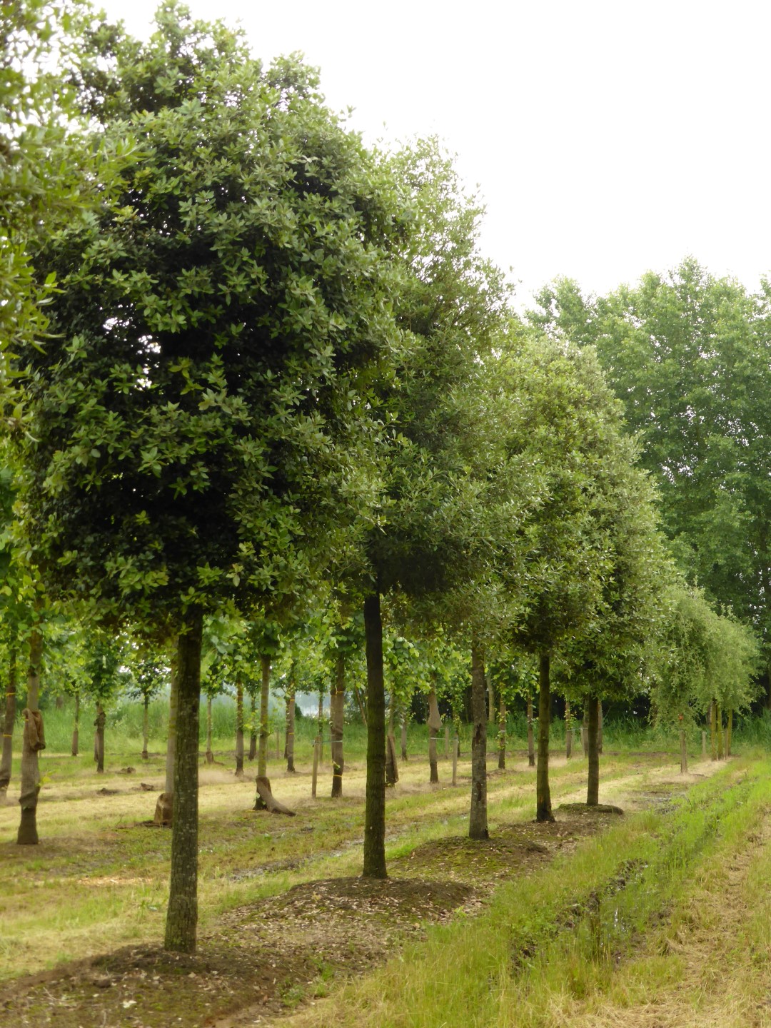 Quercus ilex | Holm oak, Holly oak, Evergreen oak - Van den Berk Nurseries