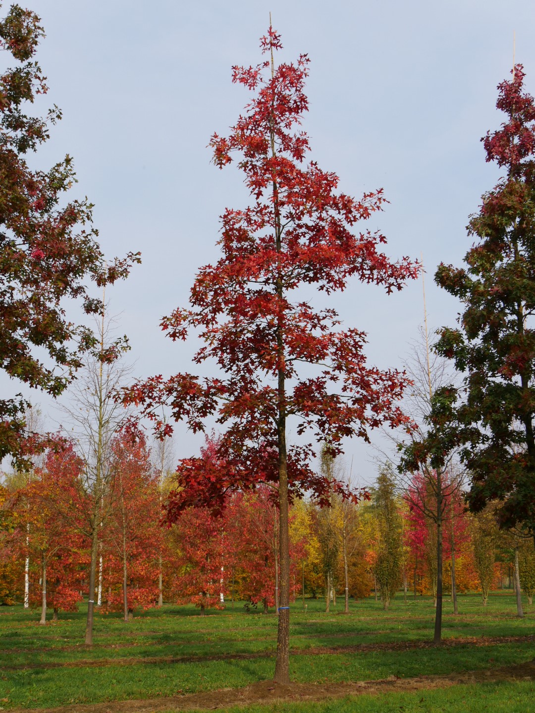 Quercus rubra | Red oak, Nothern Red oak - Van den Berk Nurseries