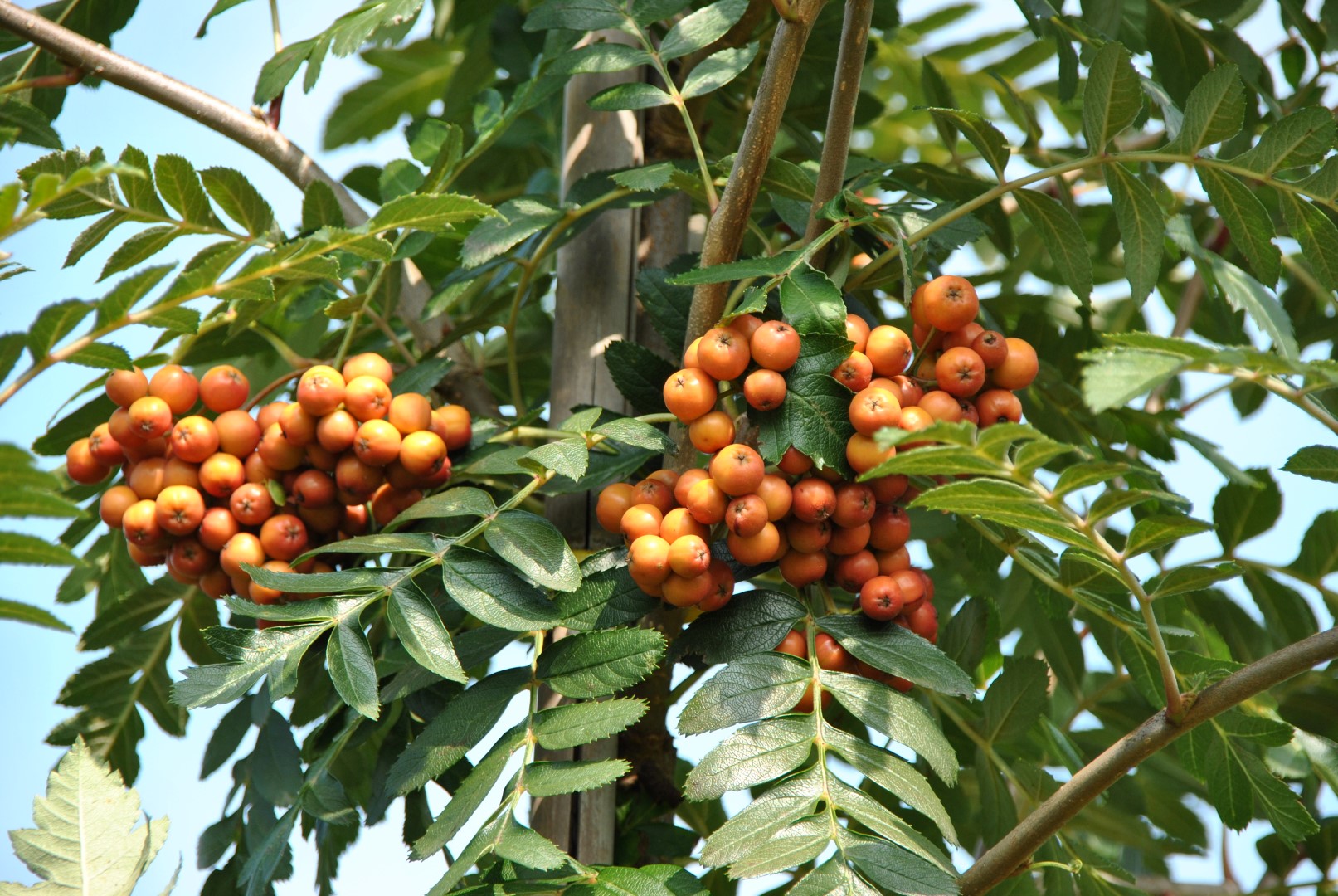 Sorbus aria | Whitebeam, Mountain ash, Chess apple - Van den Berk Nurseries