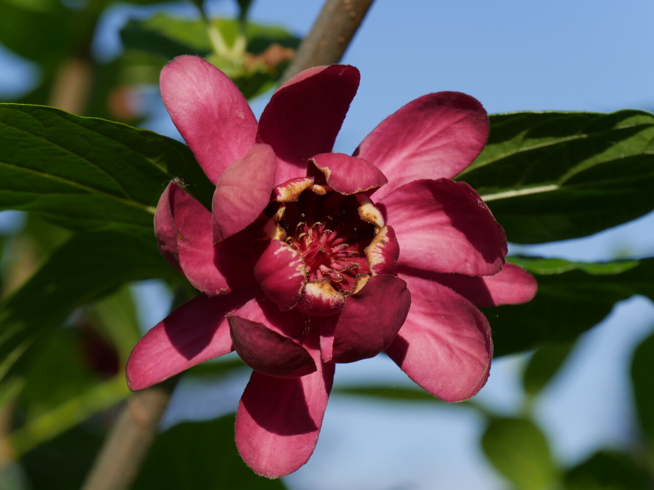 Calycanthus ×raulstonii 'Aphrodite' | Calycanthus ×raulstonii ...