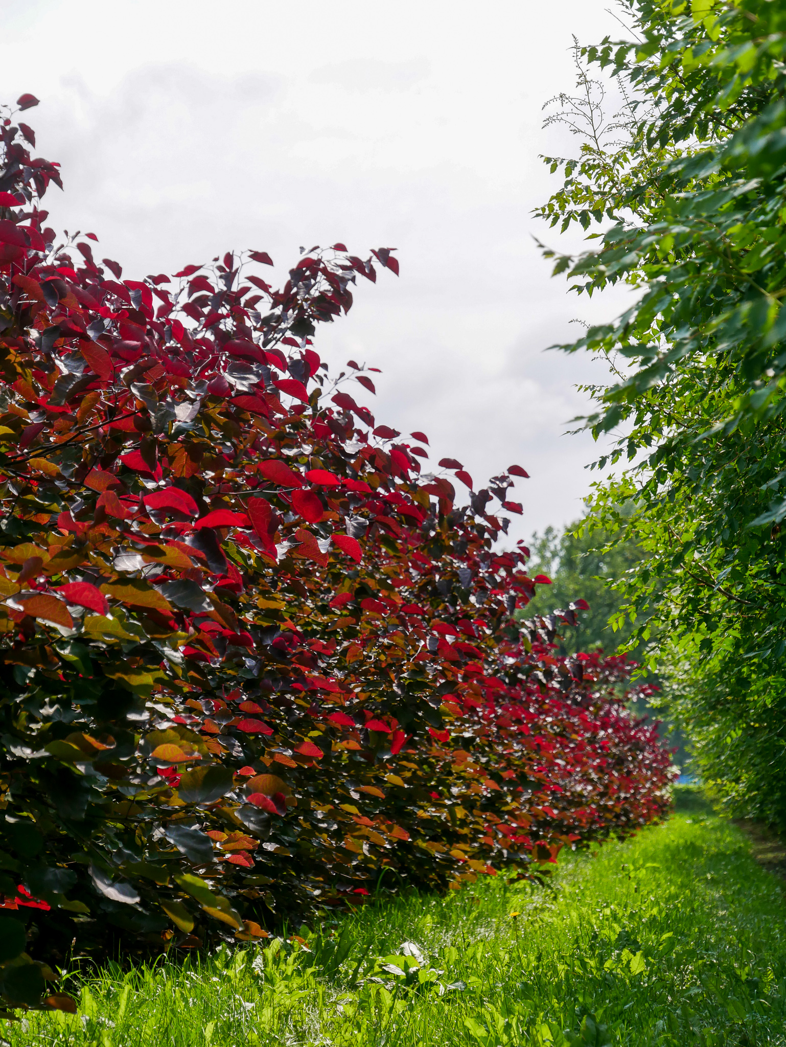 Cercis canadensis 'Merlot' | Cercis canadensis 'Merlot' - Van den Berk ...