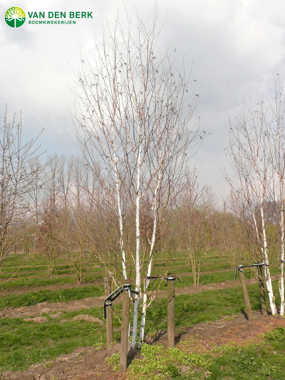 Betula utilis 'Doorenbos' | Betula utilis 'Doorenbos' - Van den Berk ...