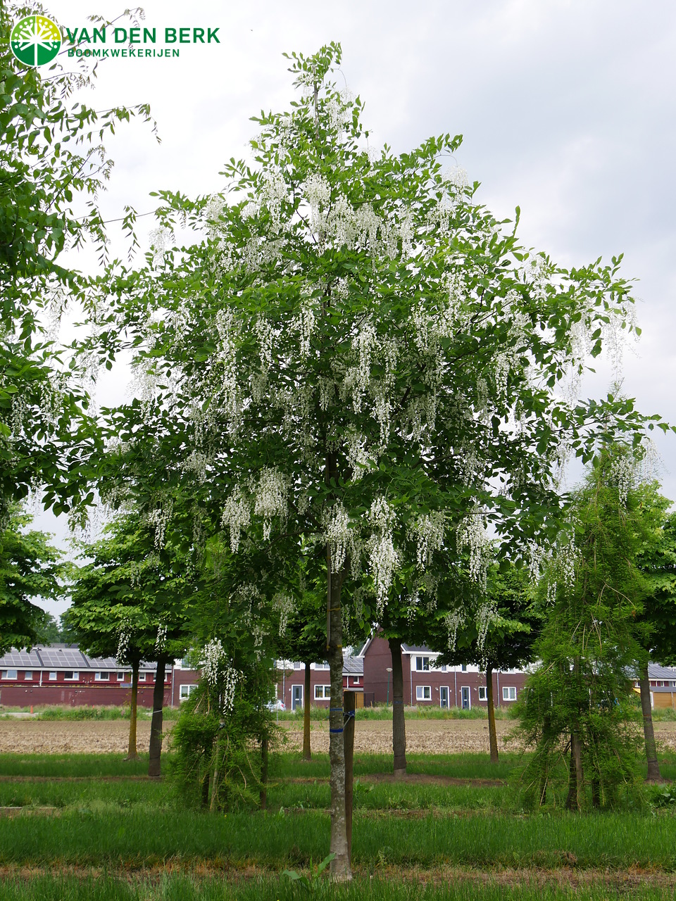 Cladrastis kentukea | Yellowwood - Van den Berk Nurseries