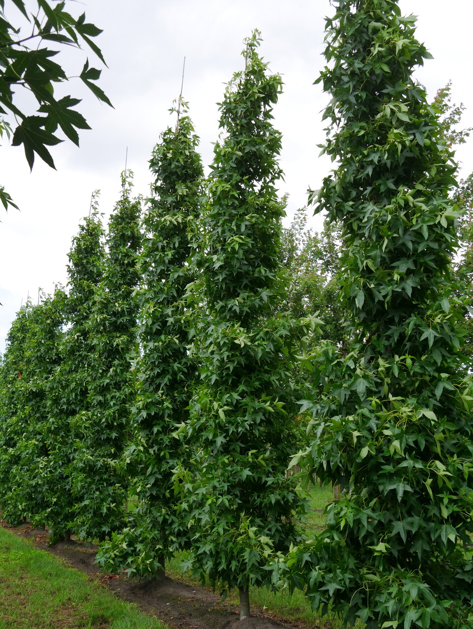 Liquidambar styraciflua 'Slender Silhouette' | Liquidambar styraciflua ...