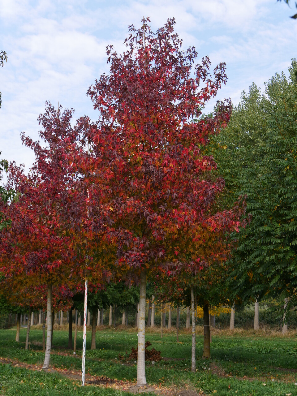 Liquidambar styraciflua 'Worplesdon' | Liquidambar styraciflua ...