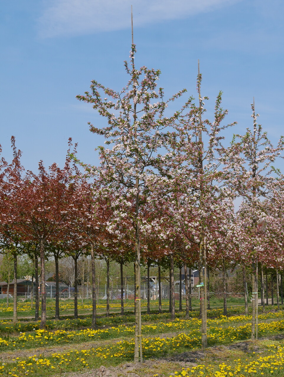 Malus 'Red Sentinel' | Flowering Crab - Van den Berk Nurseries