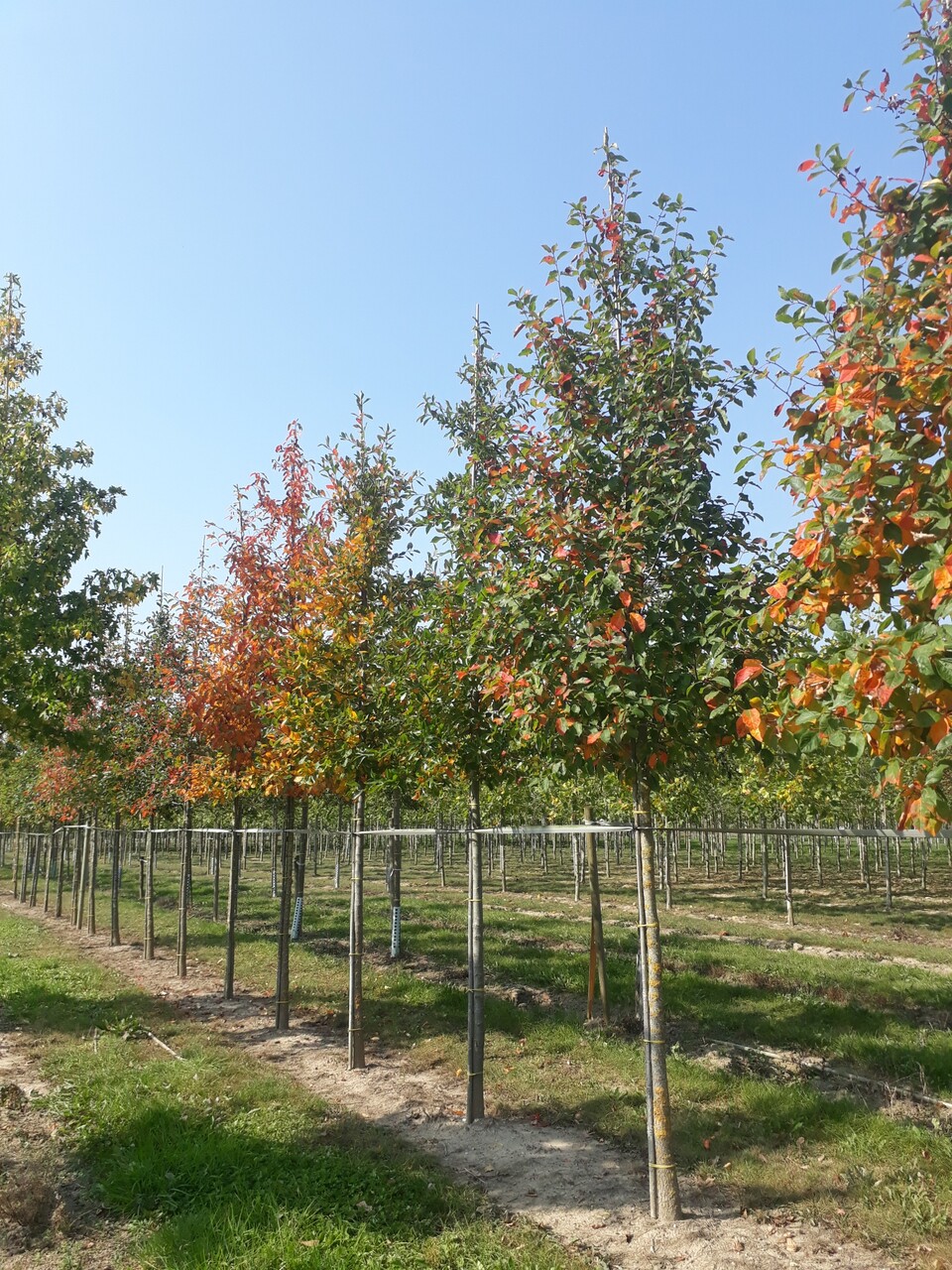 Nyssa sylvatica | Black tupelo, Black gum - Van den Berk Nurseries