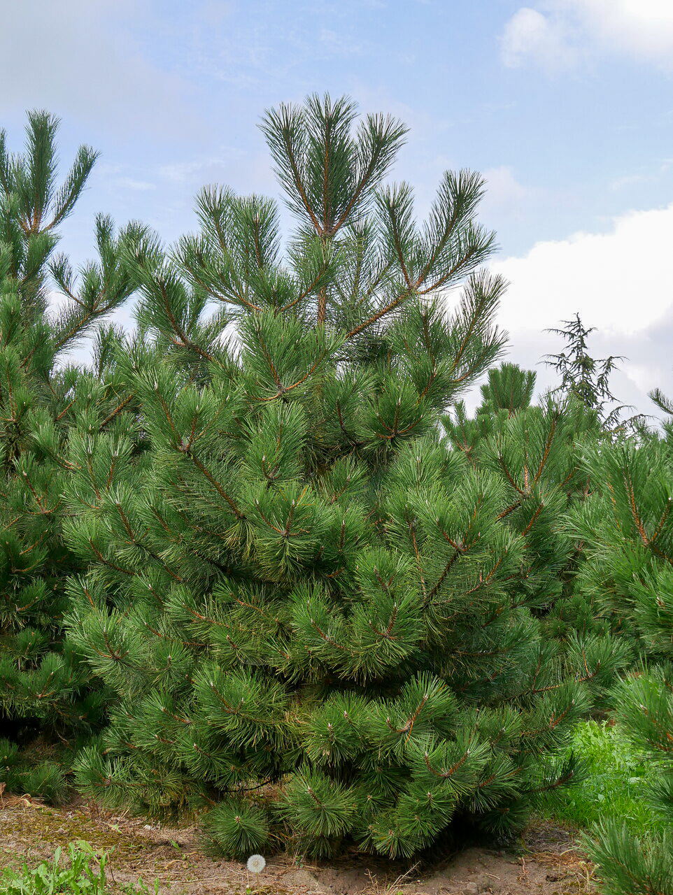 Pinus nigra subsp. nigra | Austrian pine, Black pine - Van den Berk ...