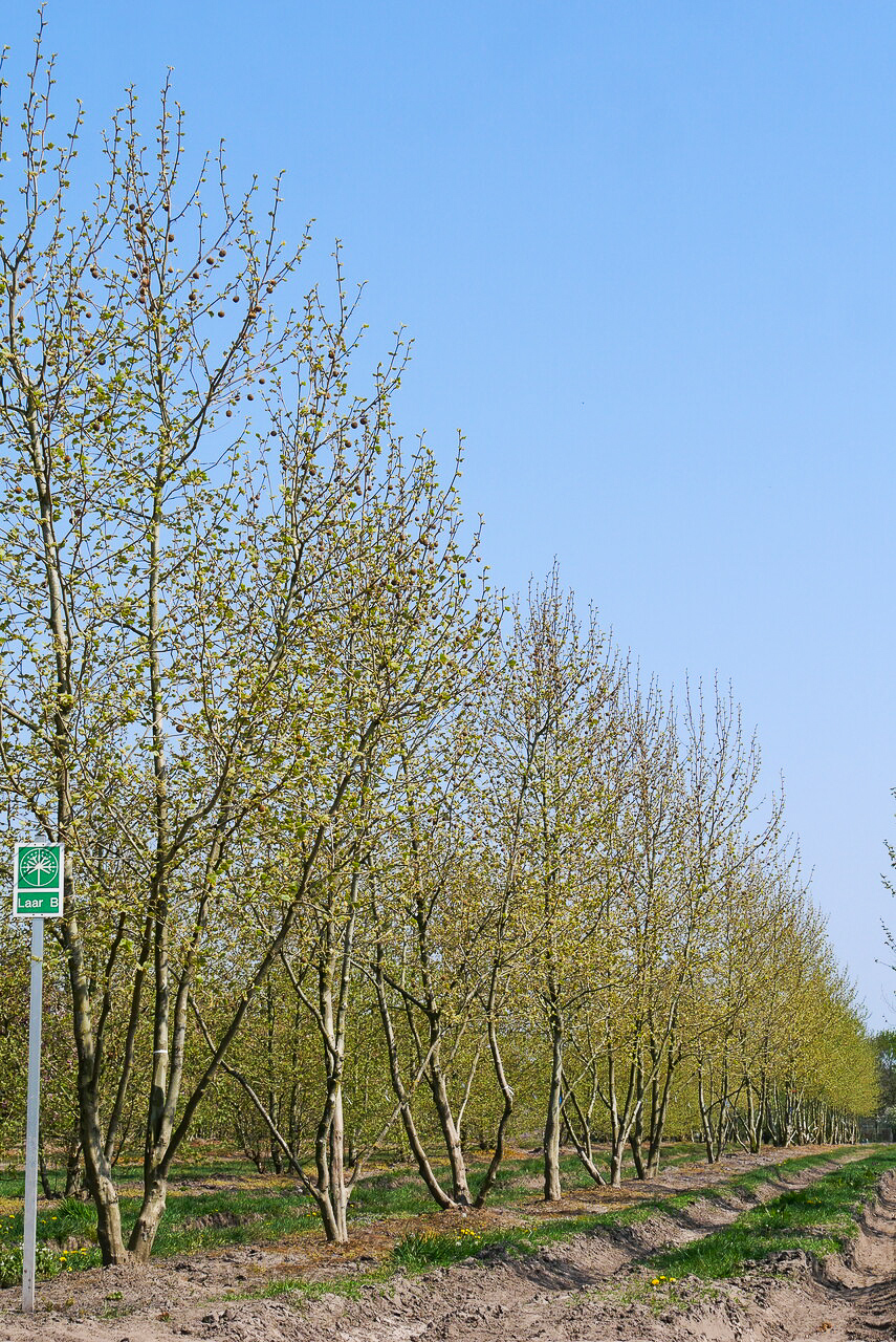 Platanus ×hispanica | London plane - Van den Berk Nurseries
