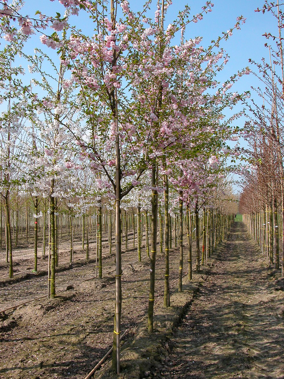 Prunus 'Accolade' | Prunus 'Accolade' - Van den Berk Nurseries