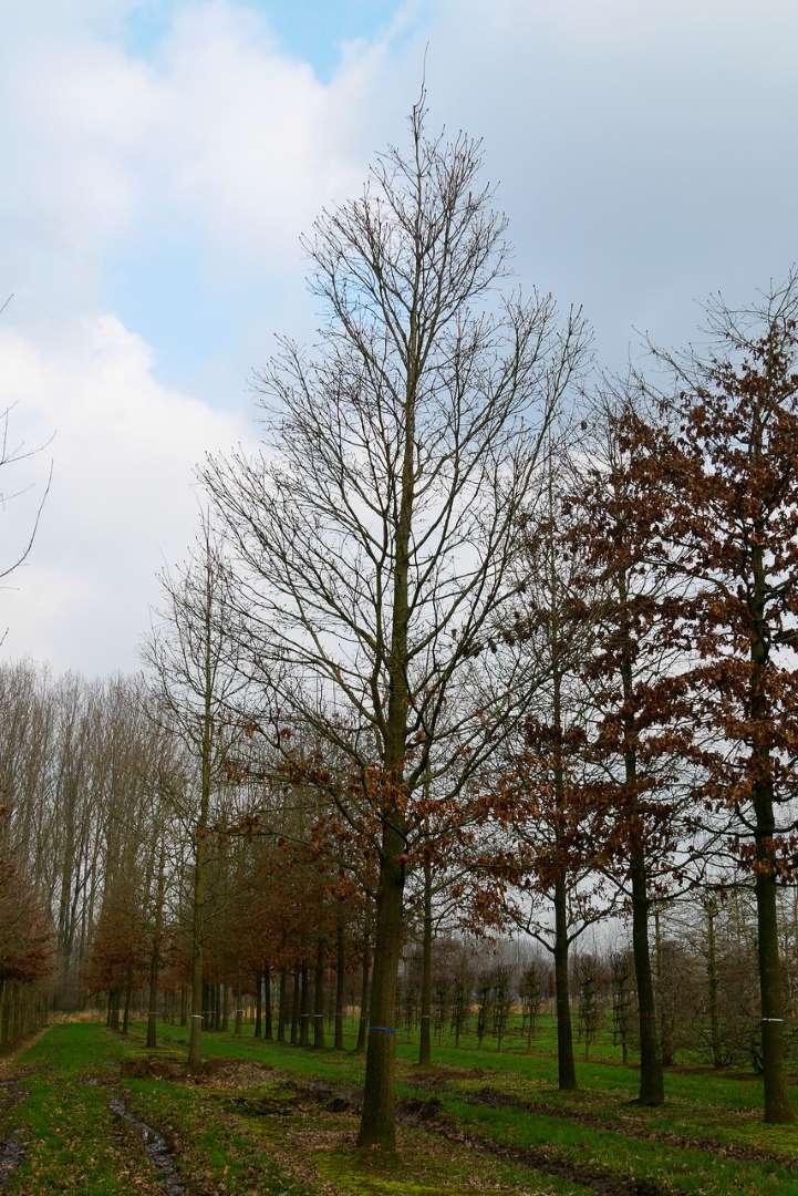 Quercus cerris | Turkey oak, Mossy oak, Moss-cupped oak - Van den Berk ...