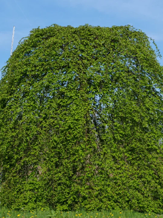Carpinus betulus 'Pendula' | Carpinus betulus 'Pendula' - Van den Berk ...