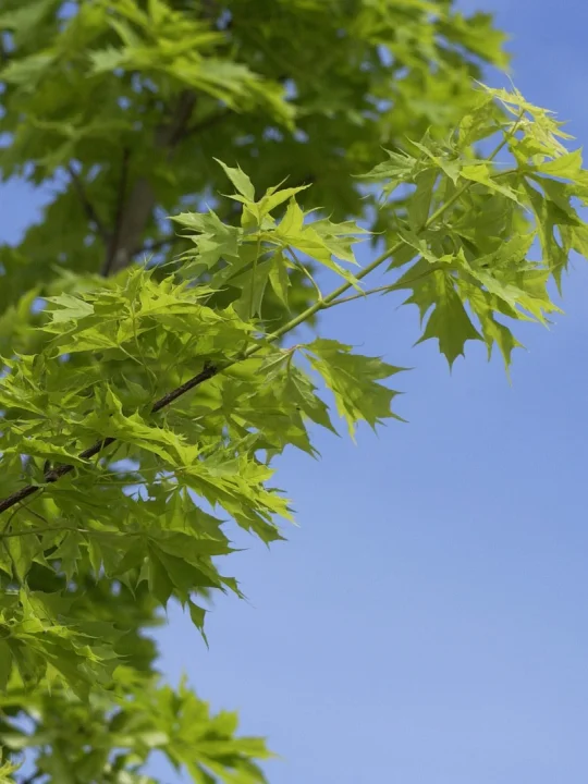 Acer platanoides 'Palmatifidum' | Acer platanoides 'Palmatifidum' - Van ...