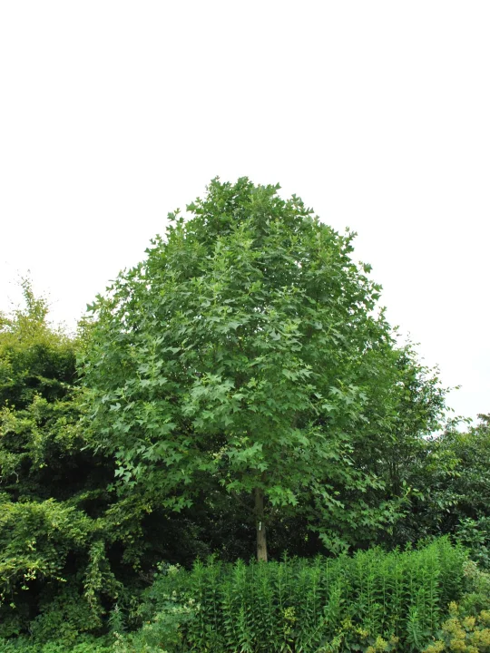 Liriodendron chinense | Chinese tulip tree - Van den Berk Nurseries