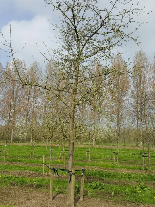 Malus domestica 'Gravensteiner' | Malus domestica 'Gravensteiner' - Van ...