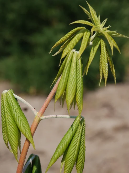 Aesculus ×arnoldiana | Aesculus ×arnoldiana - Van den Berk Nurseries
