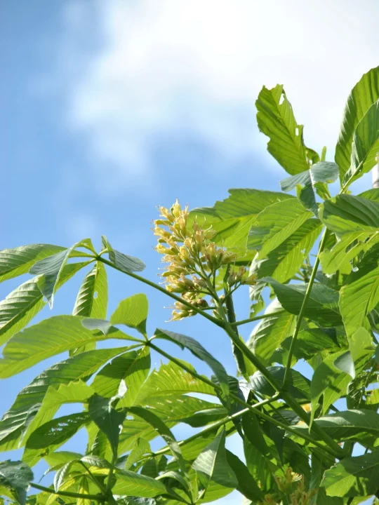 Aesculus 'Autumn Splendor' | Aesculus 'Autumn Splendor' - Van den Berk ...