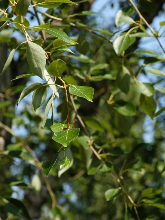 Populus simonii | Populus simonii - Van den Berk Nurseries