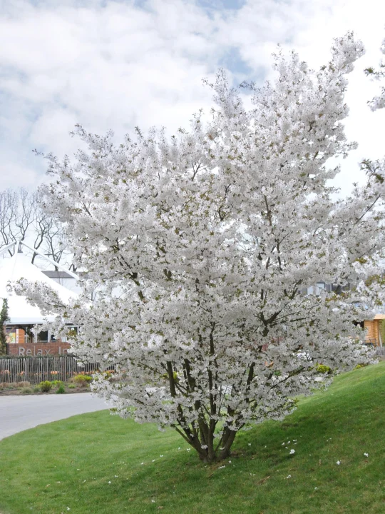 Prunus 'The Bride' | Prunus 'The Bride' - Van den Berk Nurseries