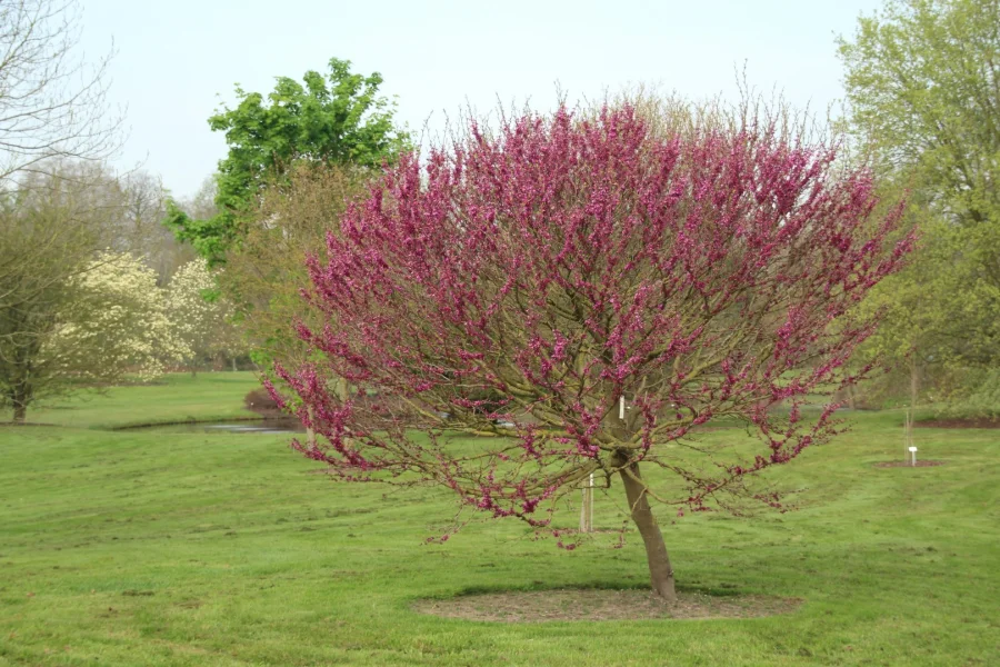 Cercis chinensis 'Avondale' | Cercis chinensis 'Avondale' - Van den ...