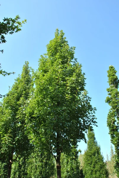 Acer rubrum 'Karpick' | Acer rubrum 'Karpick' - Van den Berk Nurseries