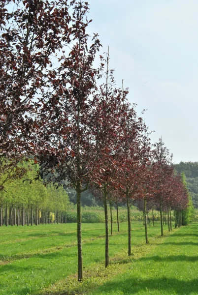 Prunus virginiana 'Canada Red' | Prunus virginiana 'Canada Red' - Van ...