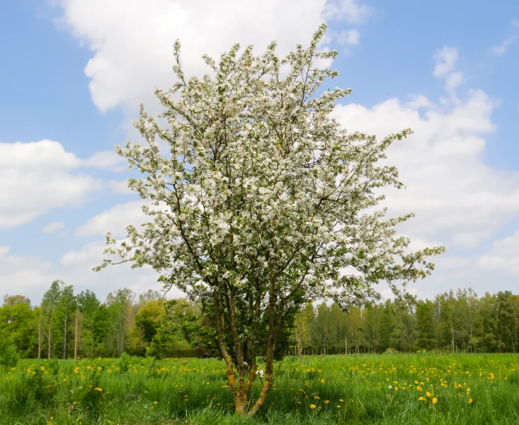 Malus 'Red Sentinel' | Flowering Crab - Van den Berk Nurseries
